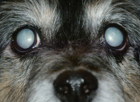 Key services - Animal Eye Care